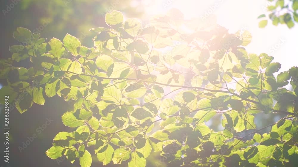 The rays of the sun make their way through the green leaves of the ...