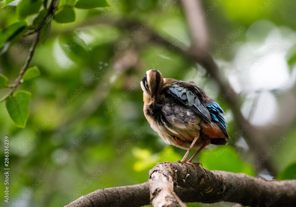 India Pitta bird sitting on the perch of tree with laving green ...