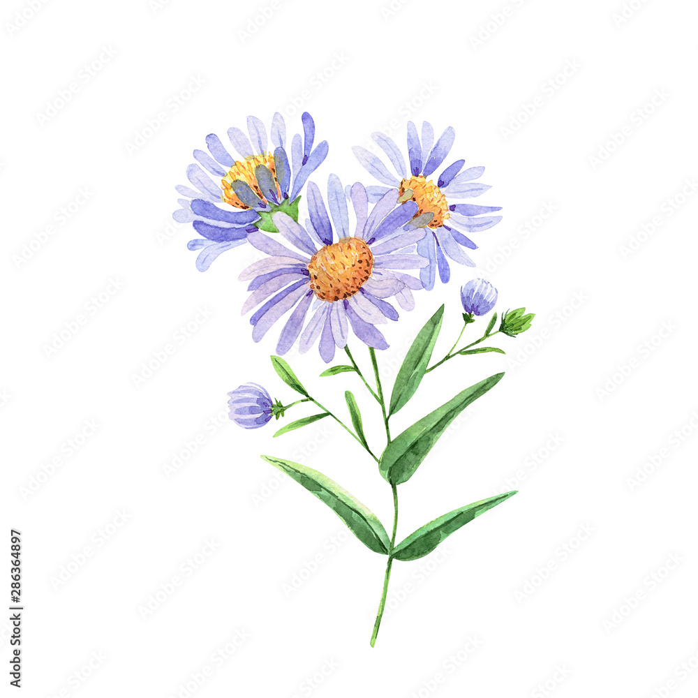 Blue Daisy Flower Drawing