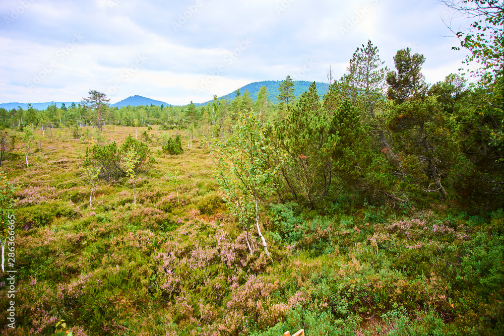 Chalupska moor represents a transitional type of moor between the ...