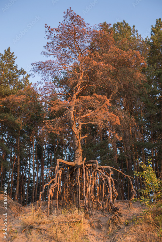 dry pine tree with unusual roots in a forest. root system. Stock Photo ...