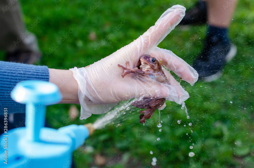 Litoria caerulea (The Australian dumpy tree frog) is sitting on gloved ...