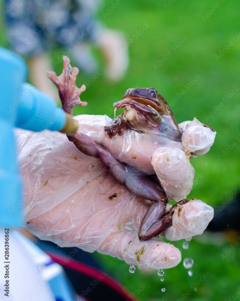 Litoria caerulea (The Australian dumpy tree frog) is sitting on gloved ...