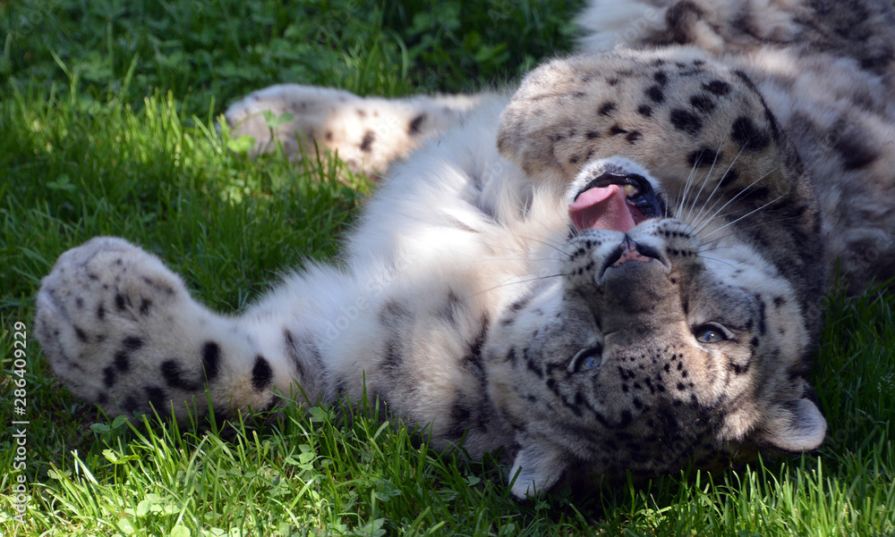 The snow leopard is a large cat native to the mountain ranges of ...
