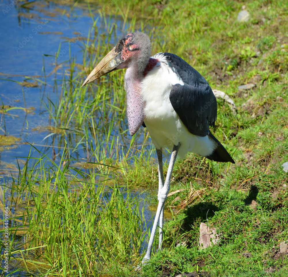 The Marabou Stork, Leptoptilos crumeniferus, is a large wading bird in ...