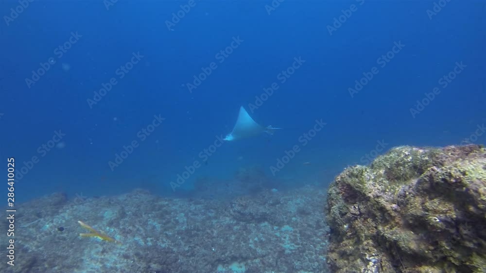 White Spotted Eagle Ray Swimming & Flying Over Rocky Coral Reef In Deep ...