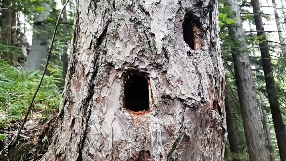 Round woodpeacker hole in the trunk of the tree. Two woodpeacker holes ...