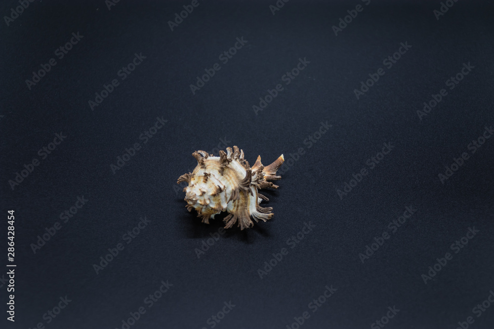 Shell of the predatory sea snails of family Muricidae, also known as ...