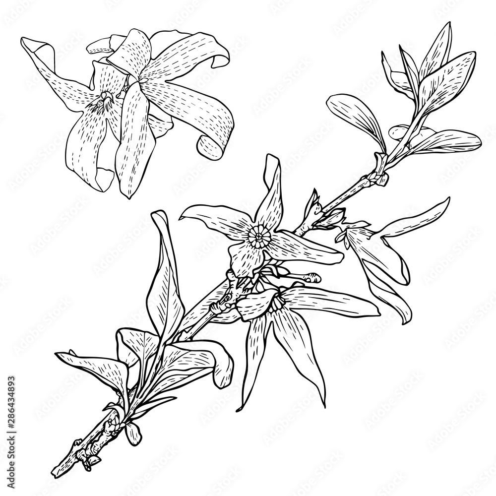 Forsythia flowers on a branch. Vector design In black and white style ...