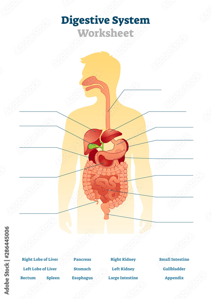 Digestive system worksheet vector illustration. Blank inner organs ...