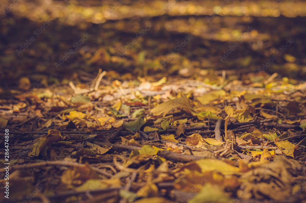 The path in the city park is covered with yellow fallen leaves. Ground ...