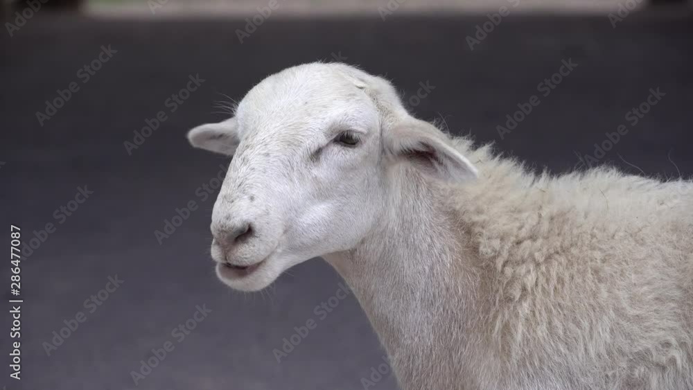 White Sheep chewing cud on farm Stock Video | Adobe Stock