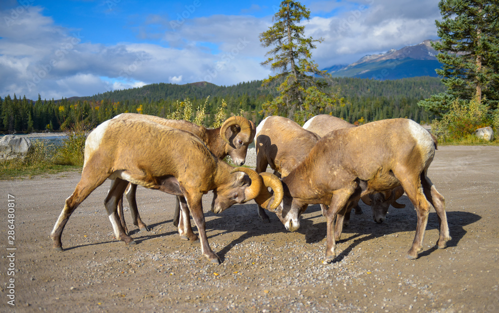 carneros peleando en manada en un bosque verde en el parque nacional de ...