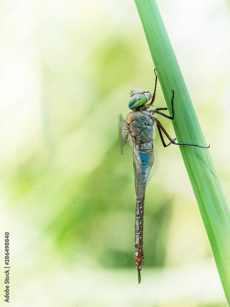 Anax parthenope, the Lesser emperor dragonfly in profile in nature ...