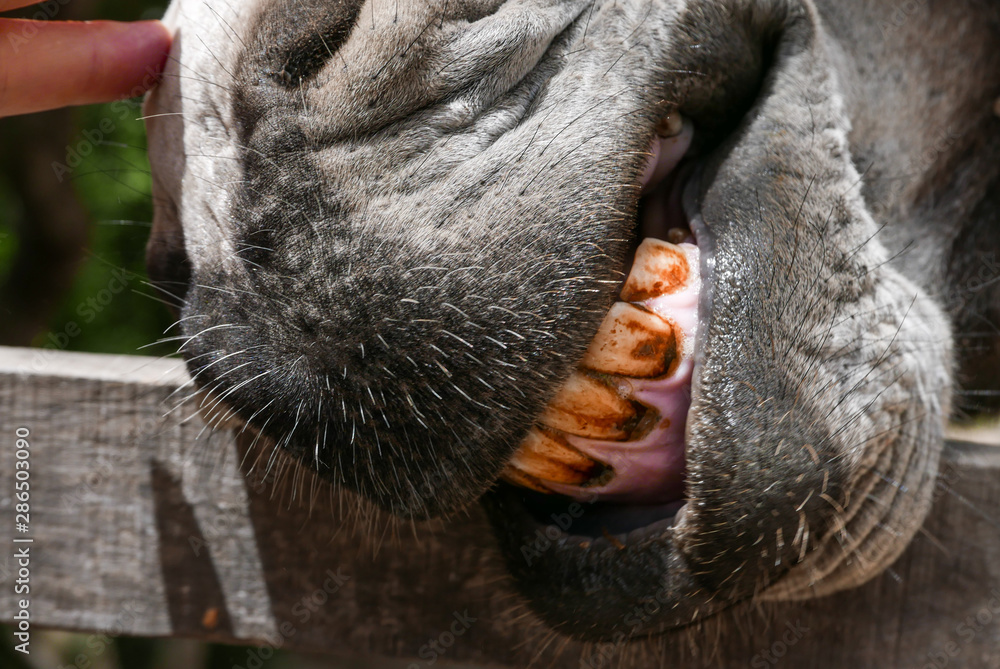 Donkey teeth - a donkey bares his teeth at a gate. Stock Photo | Adobe ...