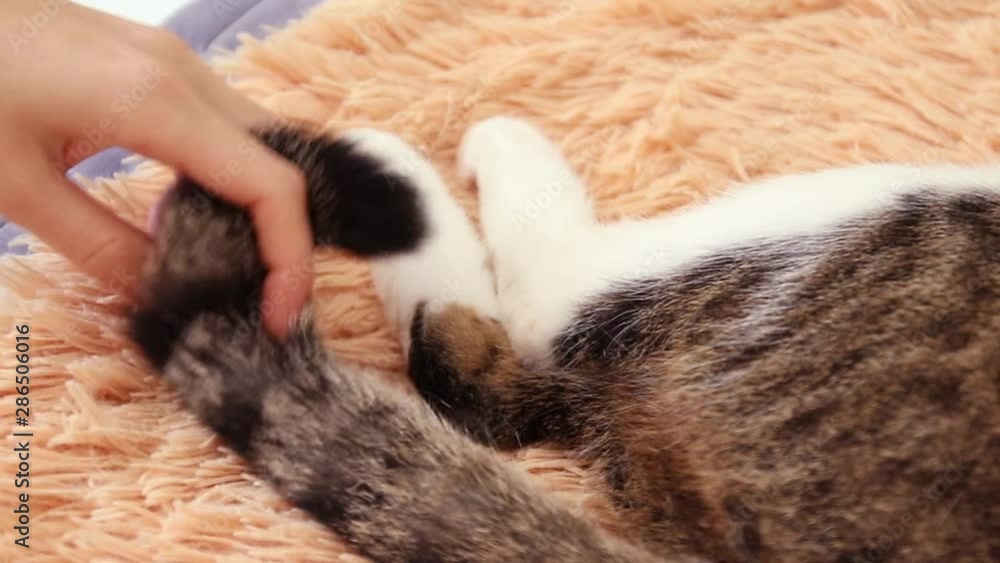 Female hands touch the paws and tail of a tabby cat. Cat beating its ...