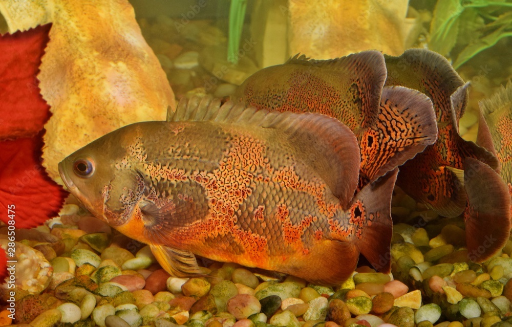 Pair of large Oscar fish swimming in their aquarium and displaying ...