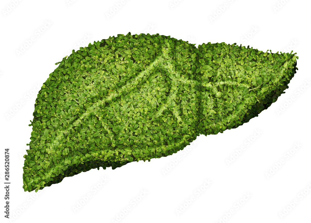 green leaves create liver human shape design with blood vessel Stock ...