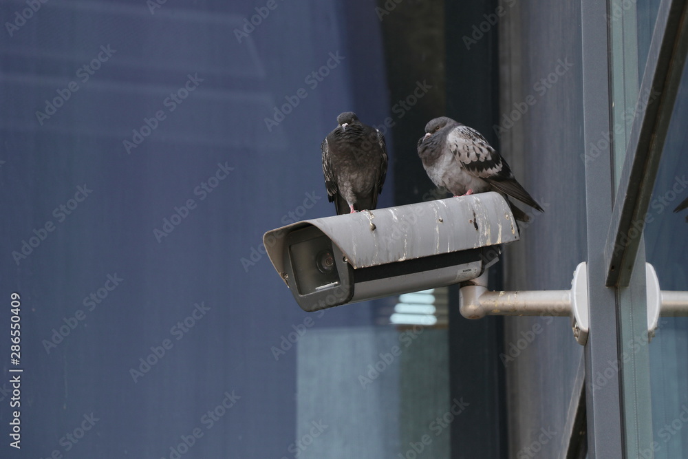 Fotka „modern surveillance camera and pigeons sitting on it. a house ...