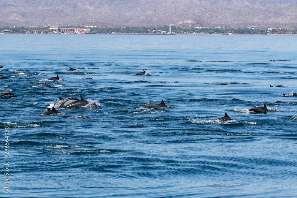 Dolphin Pod Stock Photo | Adobe Stock