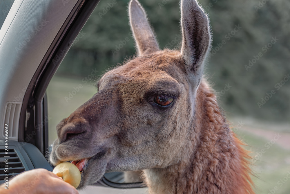 Foto de Guanaco, Lama guanico peers into the car, asks for food and ...