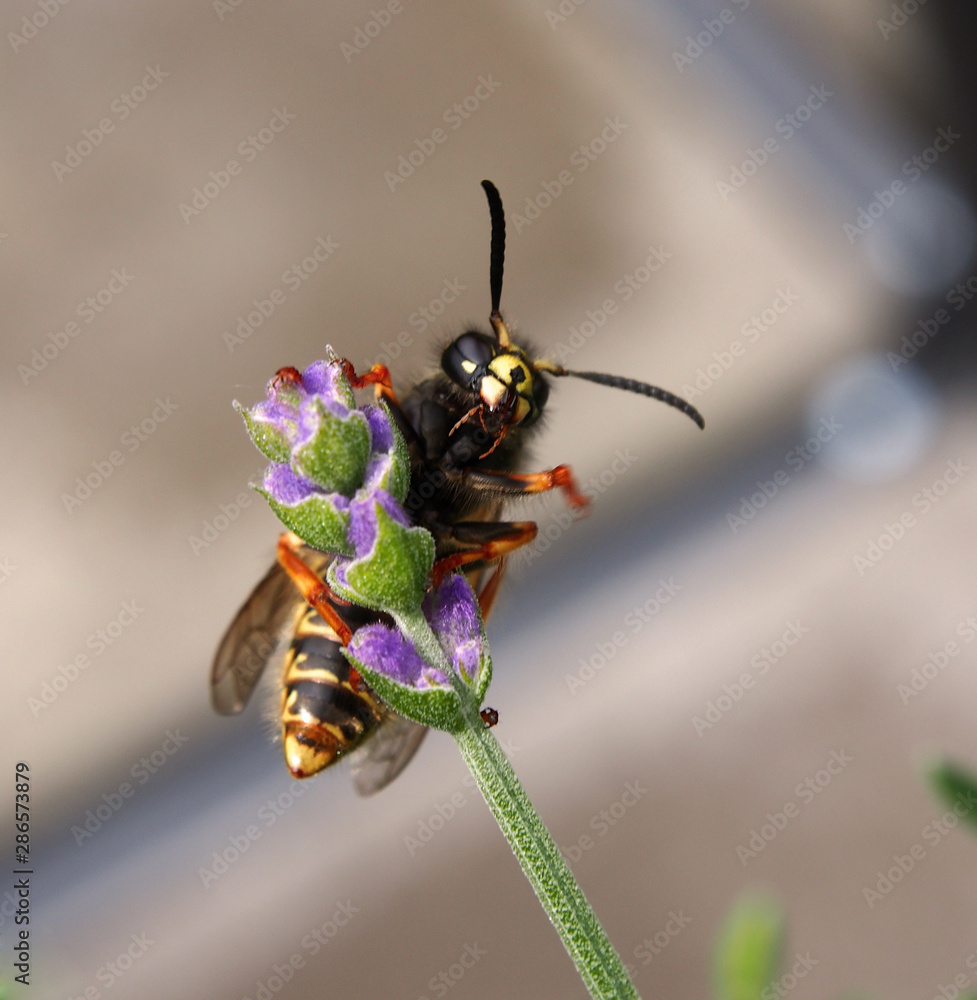 Wespe in Flieder Stock Photo | Adobe Stock