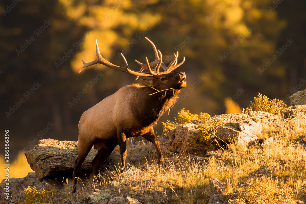 Rocky Mountain Elk Bugling