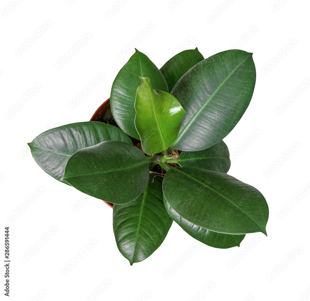 Houseplant - young Ficus elastica a potted plant isolated over white ...