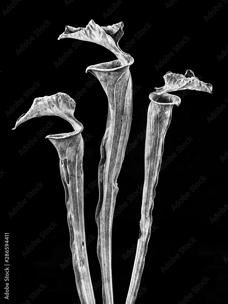 Dried "pitchers" of yellow trumpet pitcher plant from previous year's ...