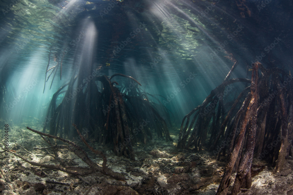 Beams of sunlight descend into a shadowed mangrove forest amid the ...