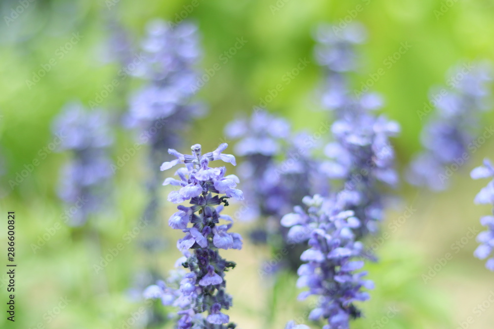 LAVANDAS AZULES EN MEDIO DEL CAMPO CON SUAVE BOKEH, AZUL, MORADO ...