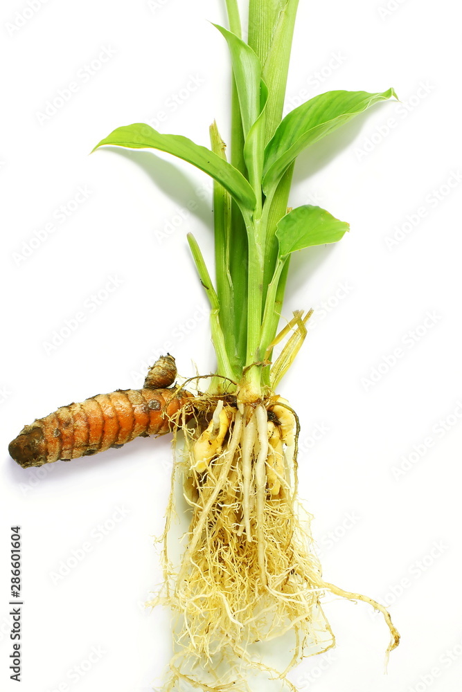 turmeric root plant/green leaves with root isolated on white background ...