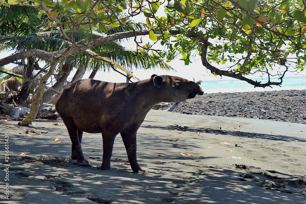 A rare, endangered Baird's Tapir (Tapirus bairdii) on a beach in the ...