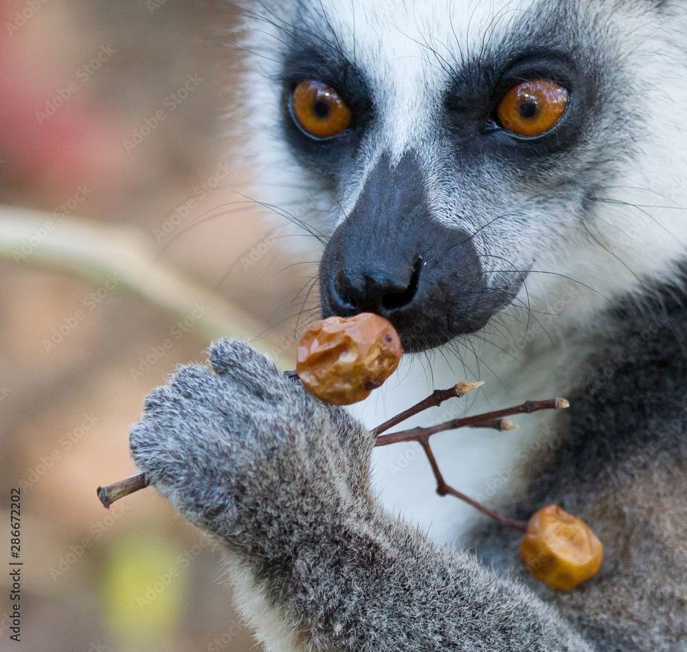 Ring Tailed Lemur Eating