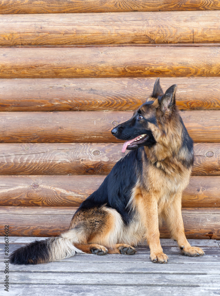 German Shepherd sitting on the porch against the wall of the log house ...