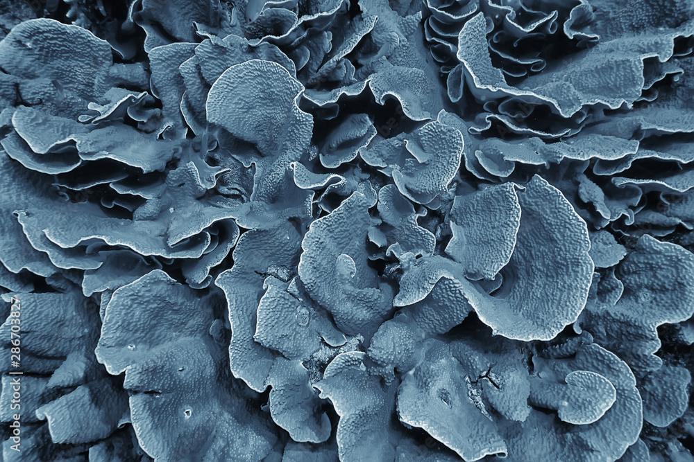 coral reef macro / texture, abstract marine ecosystem background on a ...