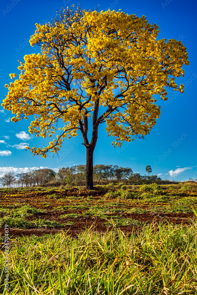 Golden trumpet tree, aka Yellow Ipe, isolated on harvested sugar cane ...
