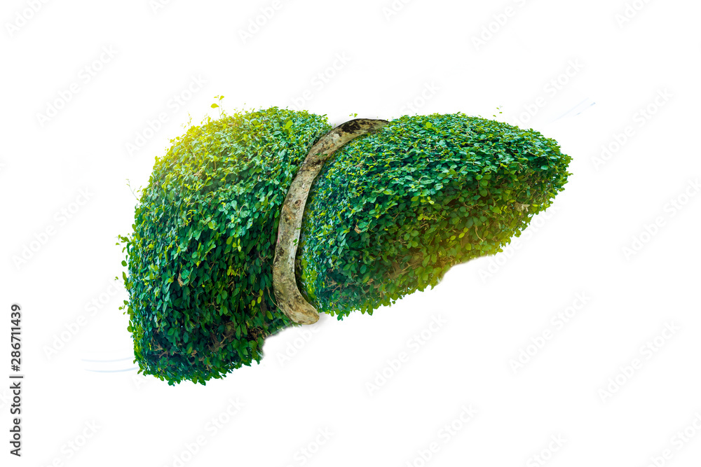 Realistic liver images are human green tree shapes about diseases and ...