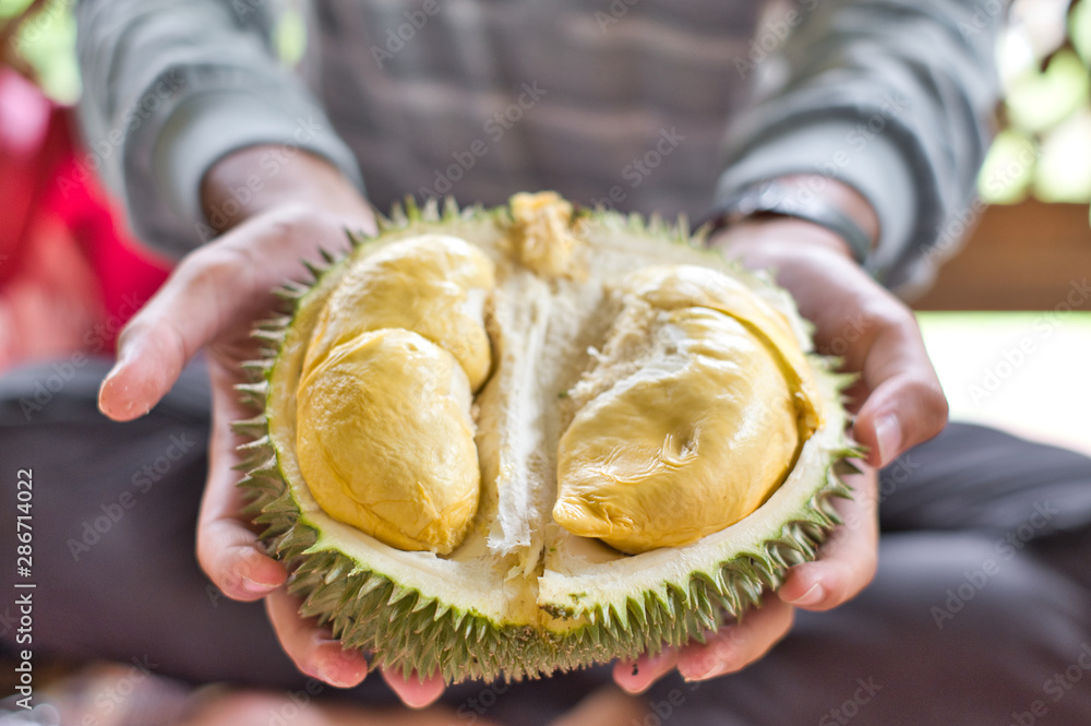 Close up of hand of Thai young man holding peeled yellow durian for eat ...