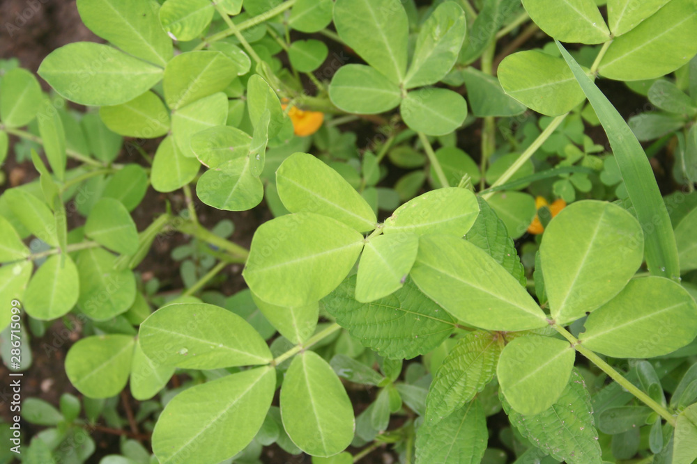 Groundnut Plant