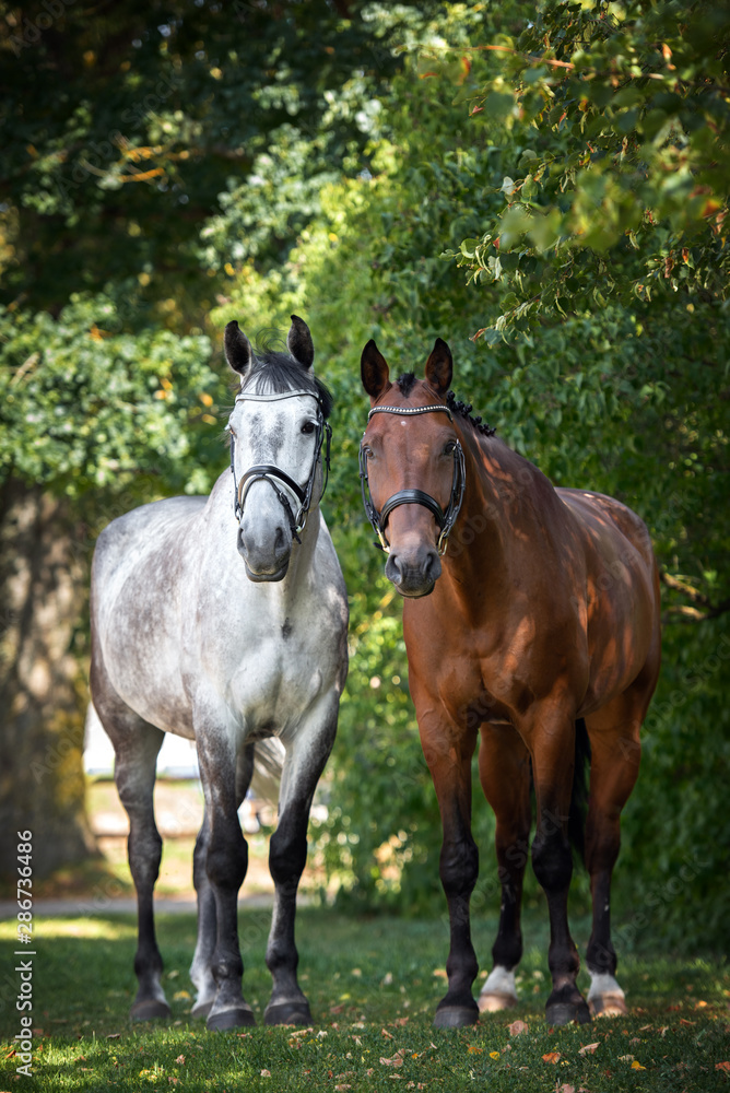 Two Horses Together