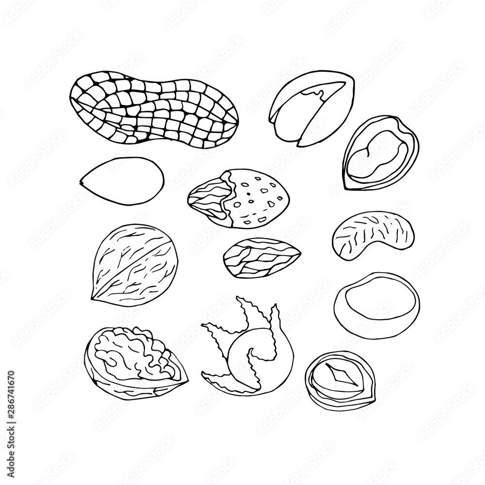 Sketch nuts vector collection. Hand drawn outline nuts set. Stock ...