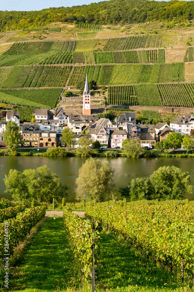 Famous green terraced vineyards in Mosel river valley, Germany ...