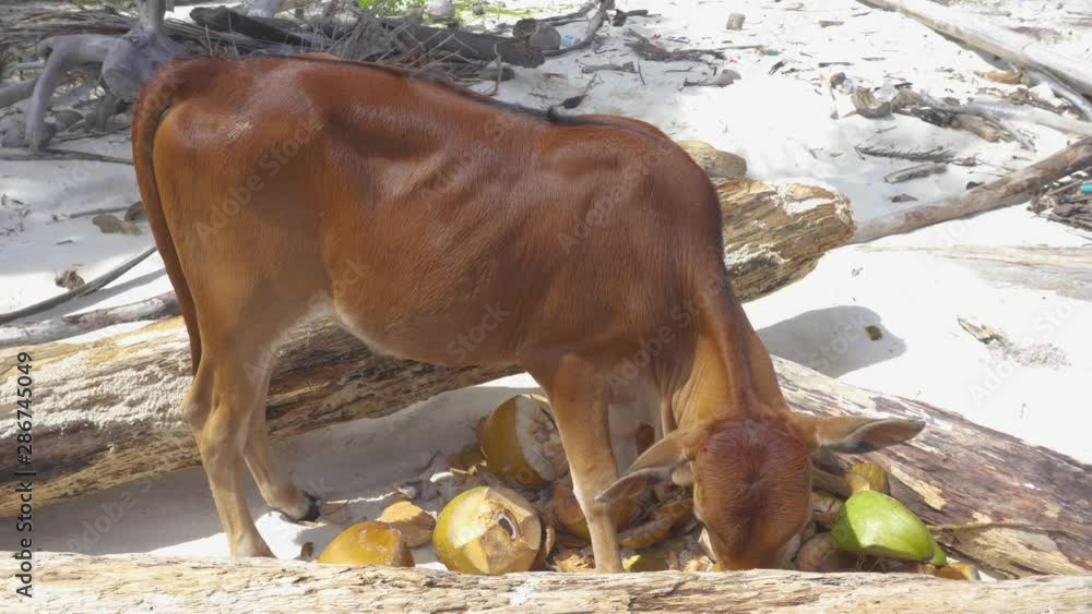 Poor Cow eating coconut skin at Tropical island Mantanani Island, Kota ...