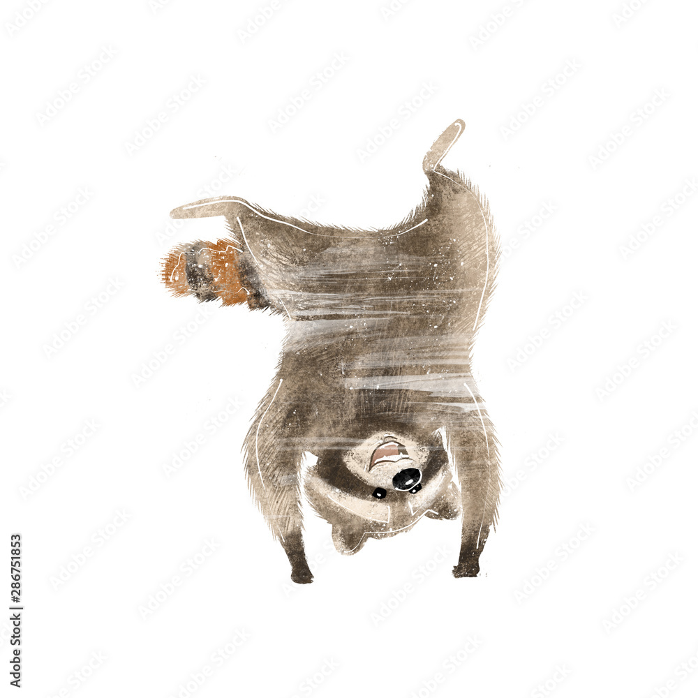 Cute hand drawn illustration of raccoon in acrobatic pose ideal for ...