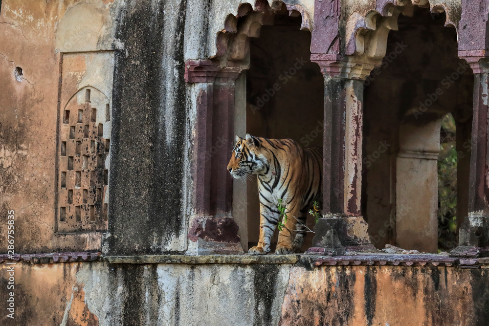 Bengal tiger standing in old building Stock Photo | Adobe Stock