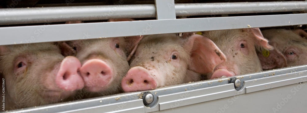 Pigs transport. Piglets. Animal transport. Animal welfare. Stock Photo ...