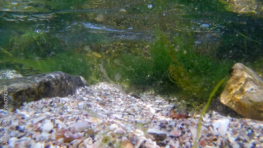 extremely shallow water of breaking wave zone, green algae grow on ...