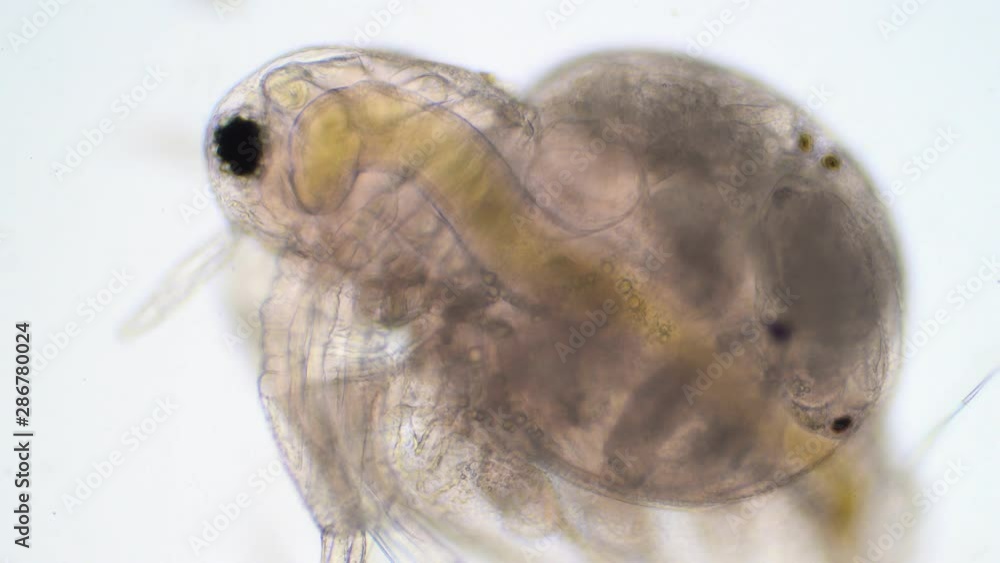 Vidéo Stock Water flea (Daphnia magna) is a small planktonic crustacean ...