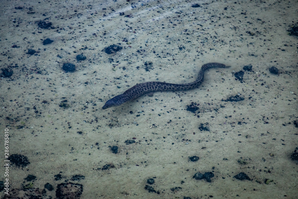 An eel swims across the bottom of a shallow ocean pool in Hawaii Stock ...